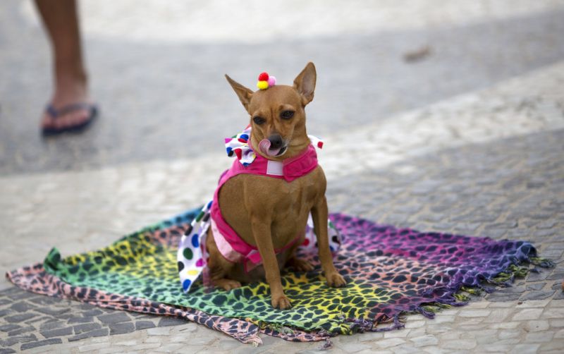 Brazil's gone to the dogs: Pooches dress up for Blocao carnival at Rio ...