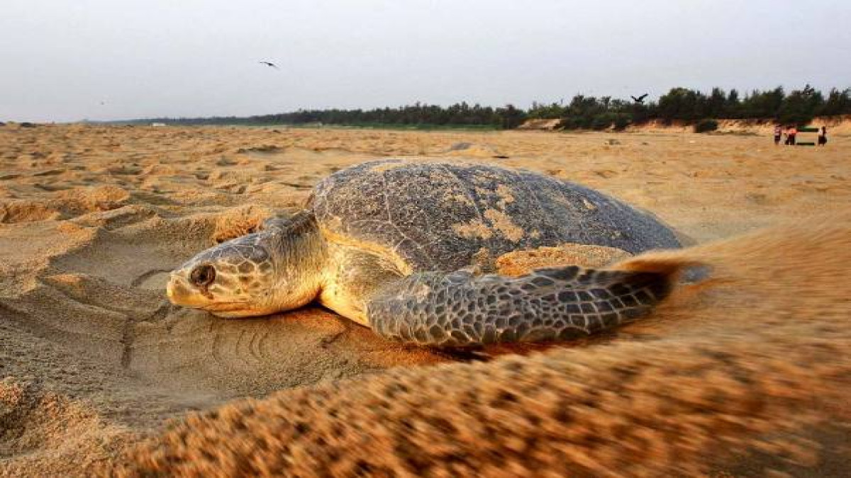 WB Forest Dept To Release Endangered Turtles With GPS Tags