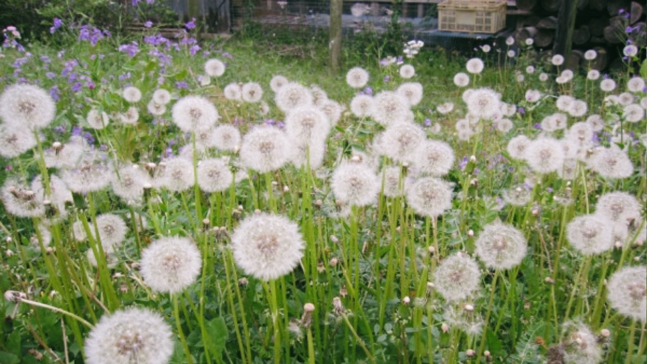 DANDELIONS โดย SKYFY♡ | Fictionlog นิยายออนไลน์ นิยายแปล เว็บตูนถูก ...