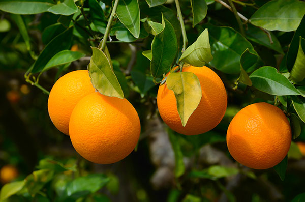 Organic Local Oranges| Kalimoni Greens
