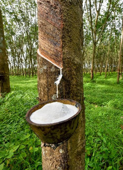 Kapruka Credit Scheme | Bank of Ceylon