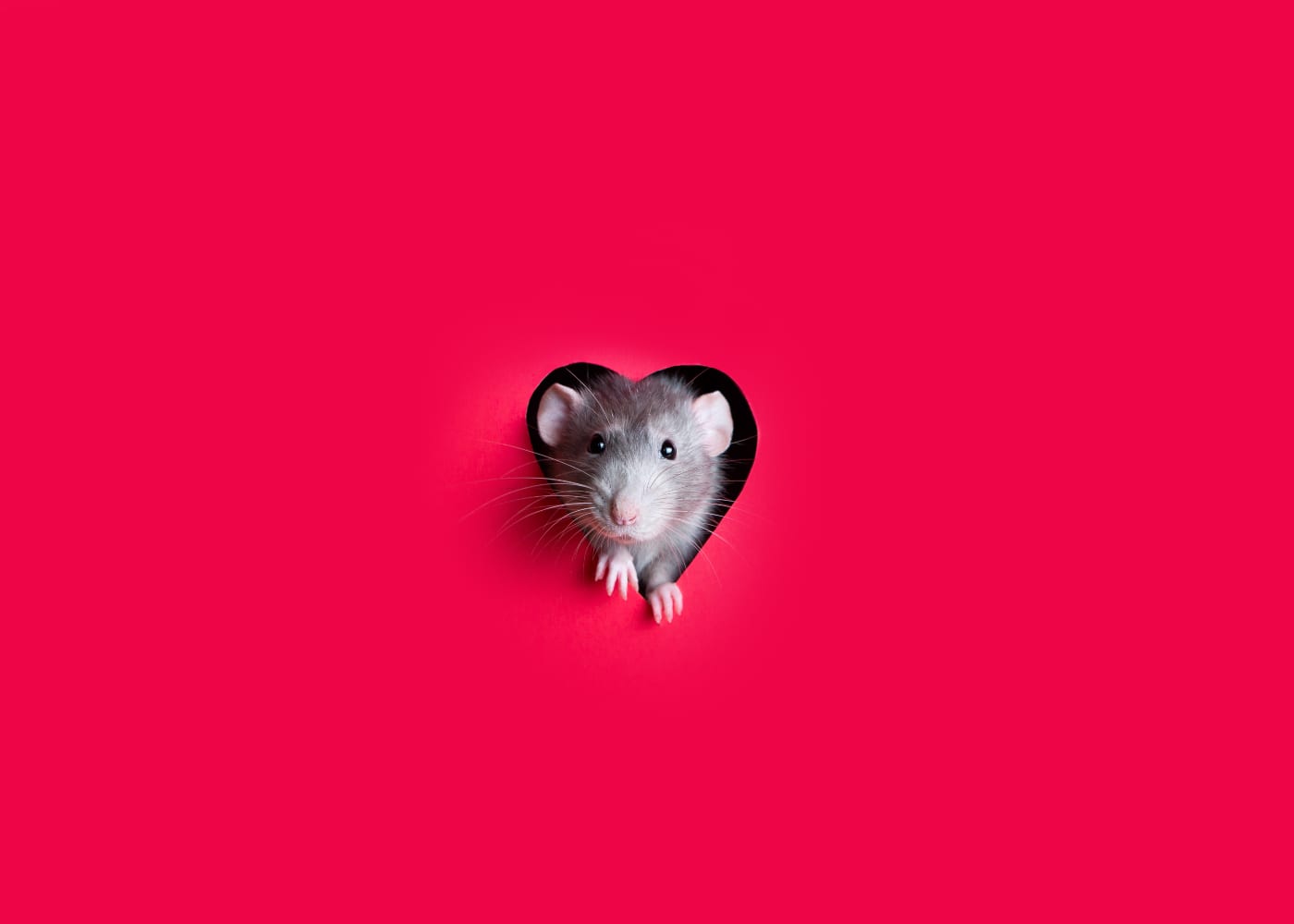 10 fun facts about rats to celebrate Chinese New Year | HoneyKids Asia