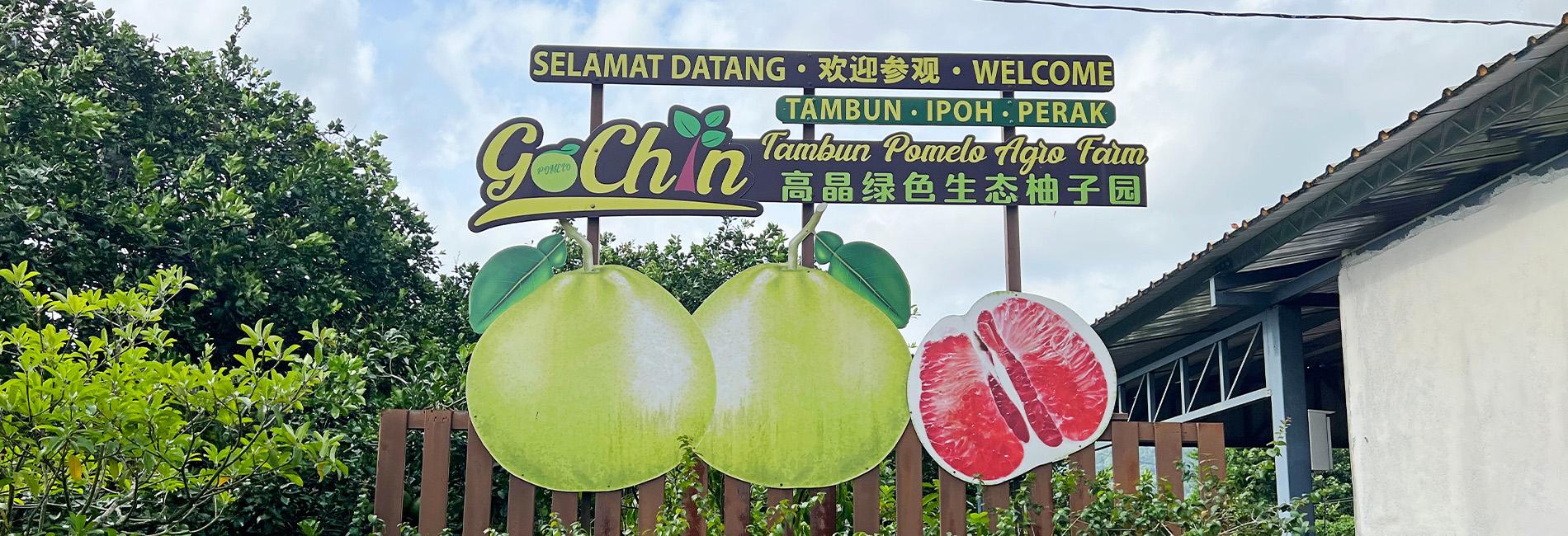 Go big or GoChin Pomelo Agro Farm - Destination | The Travel Insider