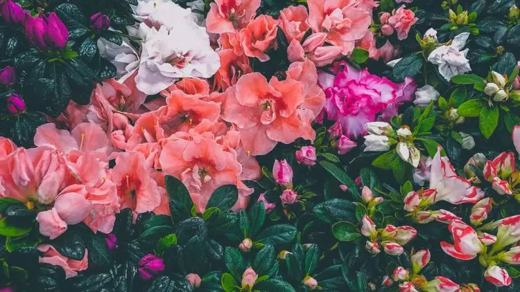 4 Steps to Uncover & Set Clear Intentions for Happiness